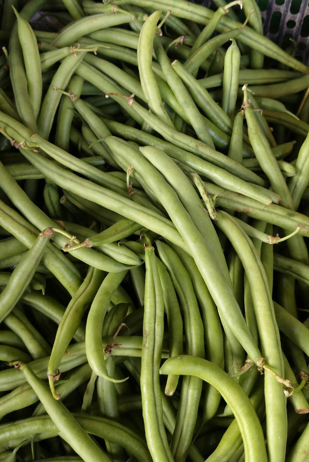 Beans - SBGREEN LAND EXPORTS (OPC) PRIVATE LIMITED